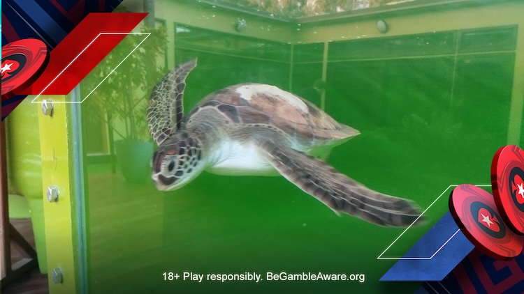 A poker resort like no other, EPT Cyprus even has - what? - turtles ...